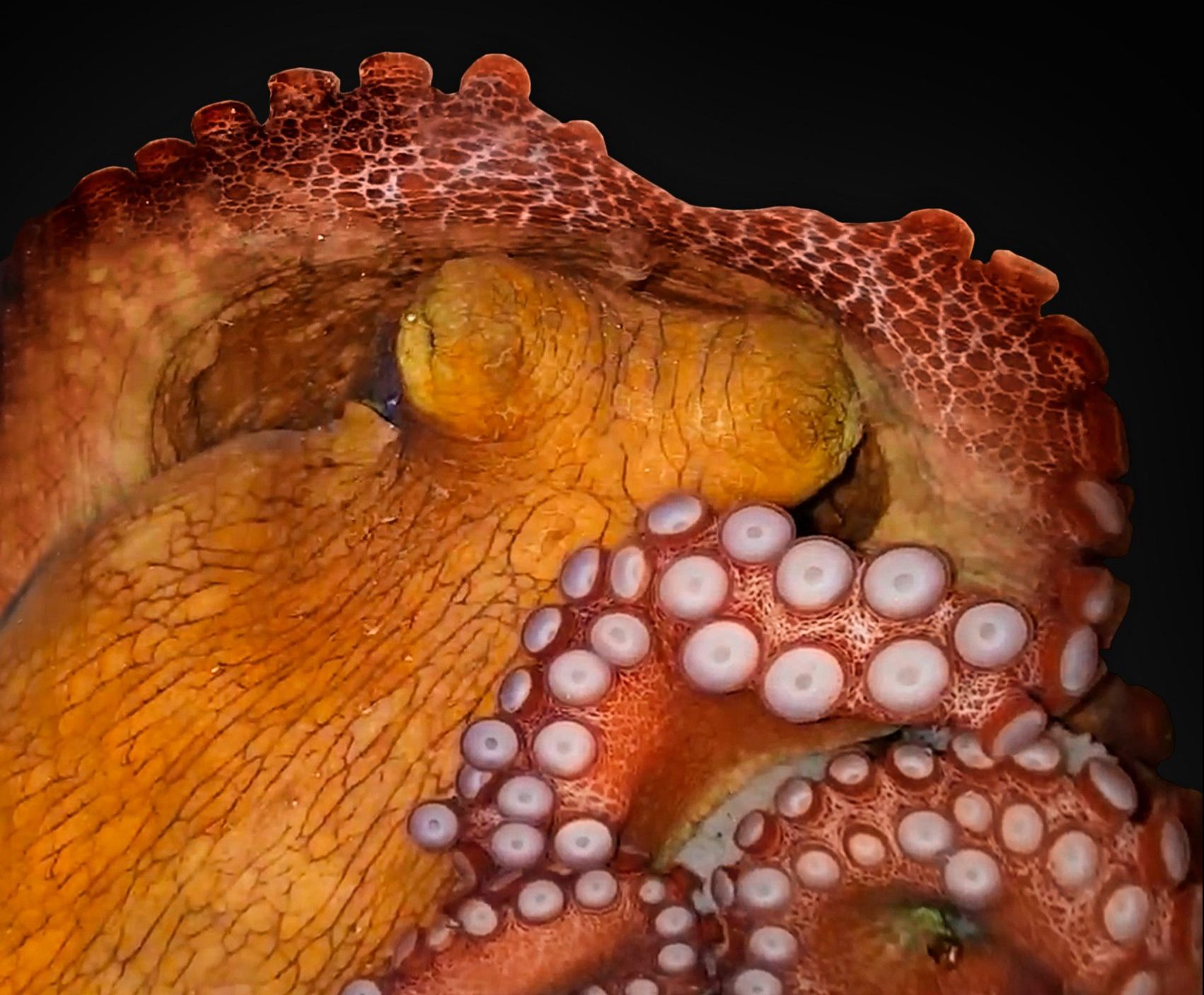 New research explores the emotional mystery of octopuses | Courthouse ...