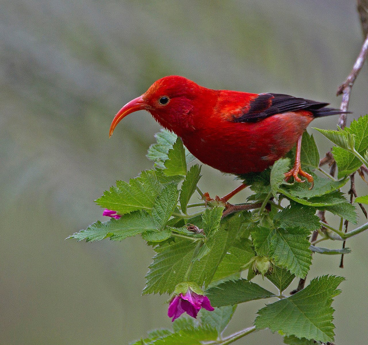 Lawsuit Seeks to Protect Iridescent Hawaiian Bird From Extinction ...