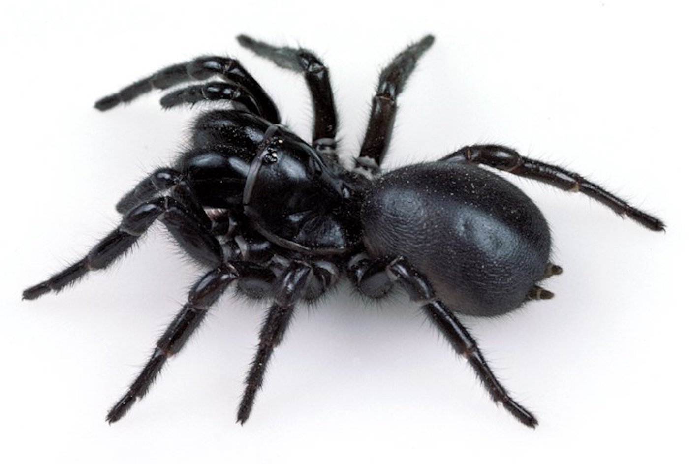 Australians Warned of Deadly Spider ‘Plague’ After Floods | Courthouse ...