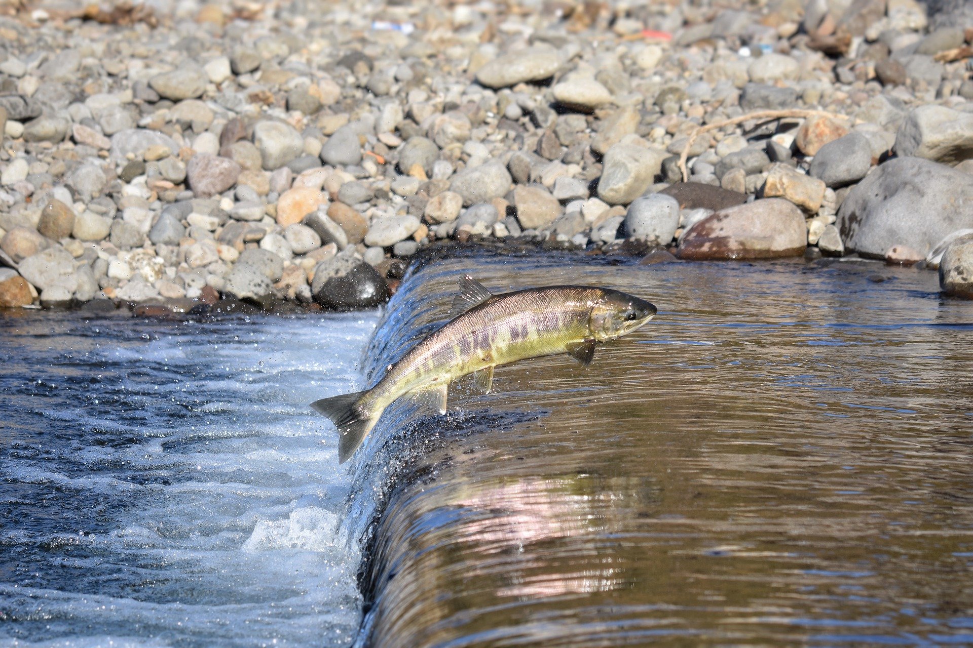 California Fish and Wildlife director still on the hook in water rights ...