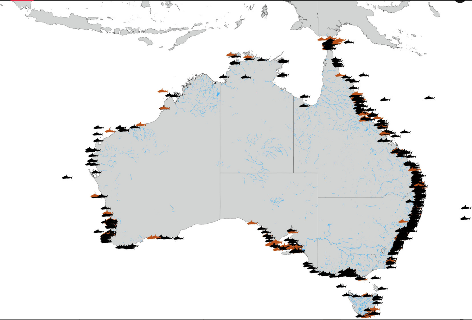 Electronic Shark Deterrents Can Save Lives (of Sharks Too) | Courthouse ...