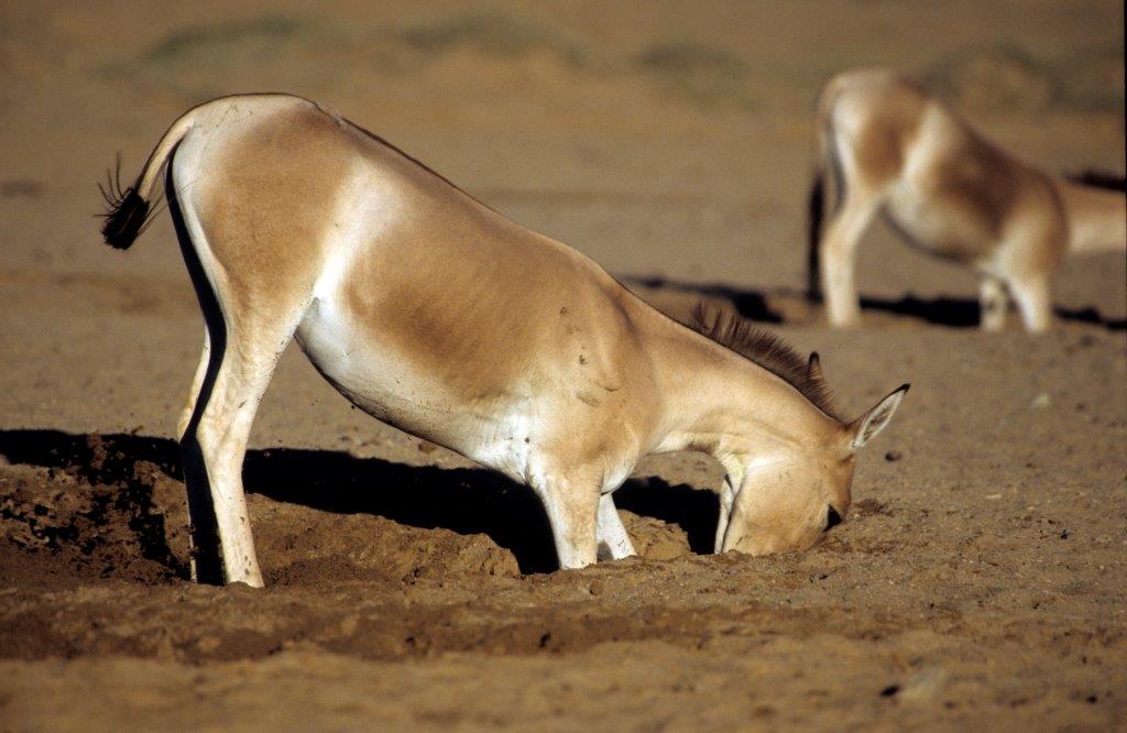 How Donkeys Digging Wells Help Life Thrive in the Desert | Courthouse ...