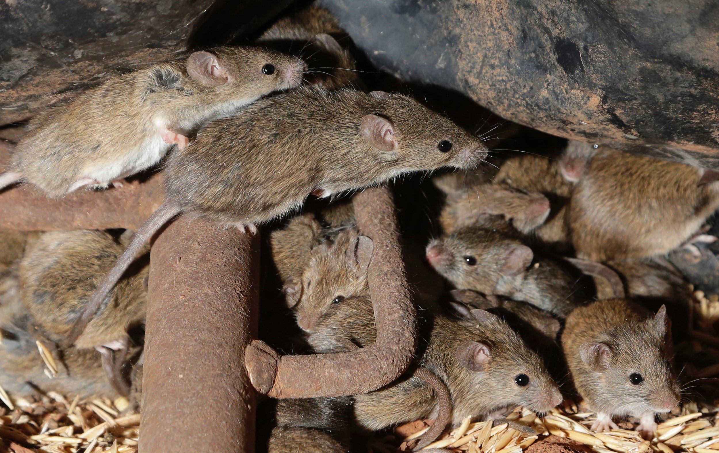 Plague of Ravenous, Destructive Mice Tormenting Australians ...