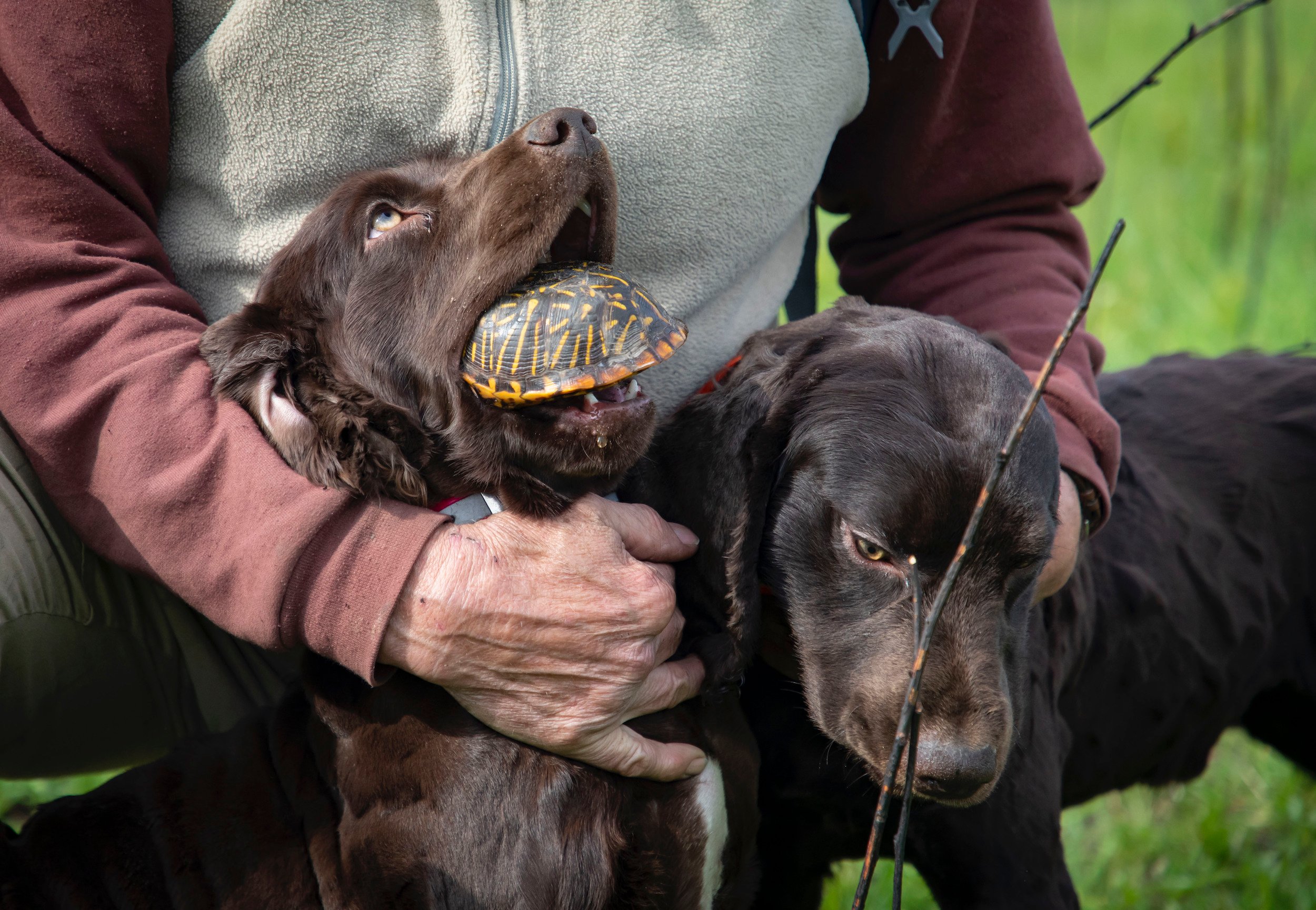 Illinois Researchers Working to Save Ornate Box Turtles | Courthouse ...