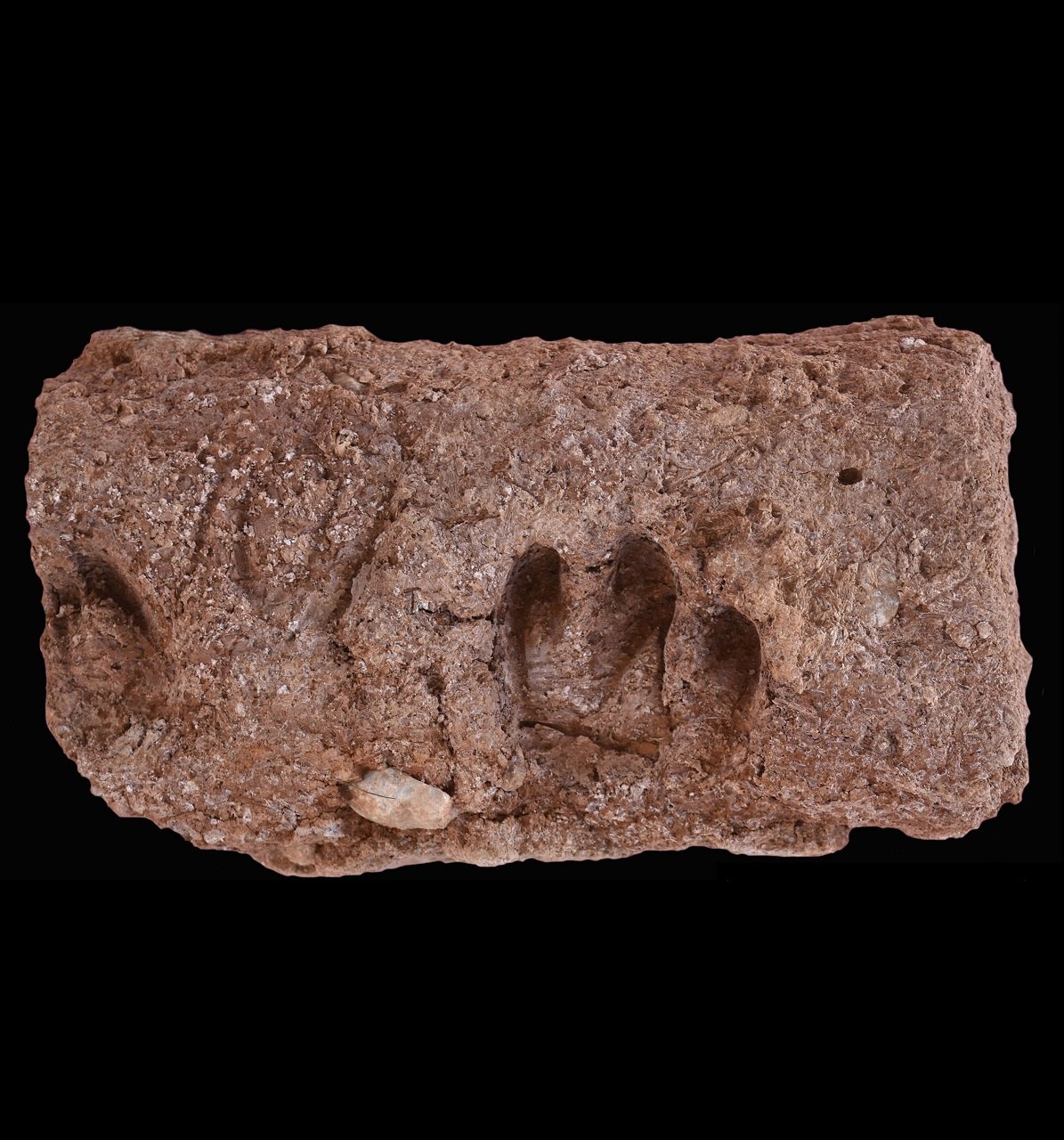 10,000-Year-Old Goat DNA Holds Clues on Early Domestication and ...