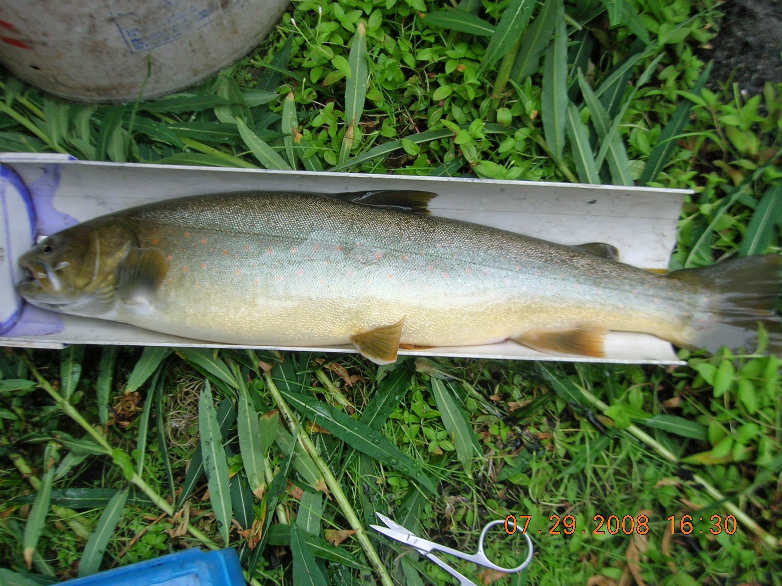 Bull Trout