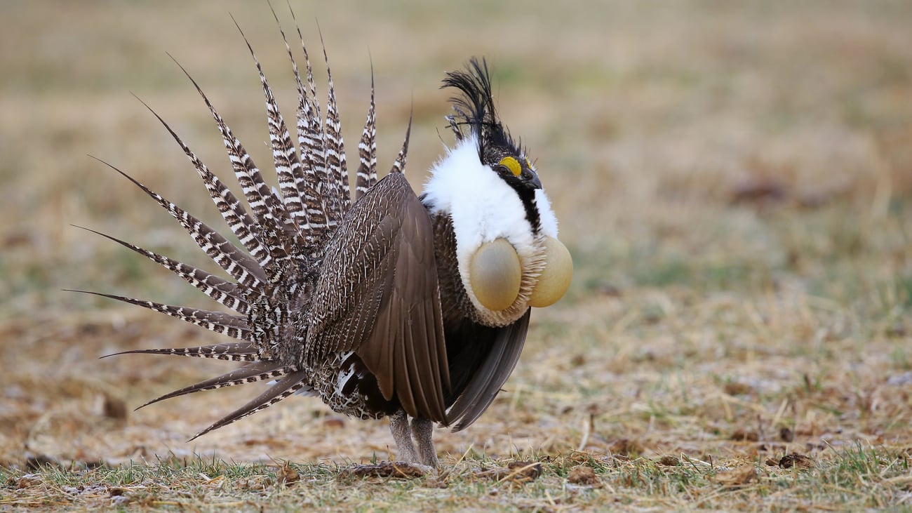 Feds, oil companies defend oil leases on sage grouse habitat ...