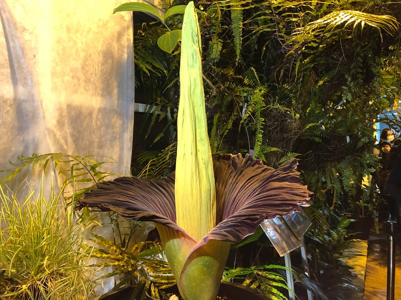 Endangered Corpse Flower Blooms in Warsaw, Drawing Crowds | Courthouse ...