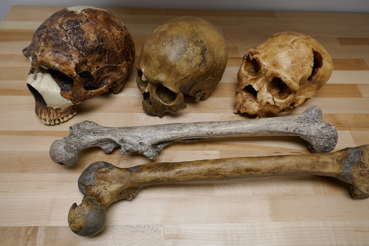 Evolution of Human Body Size Directly Related to Climate, Study Finds ...
