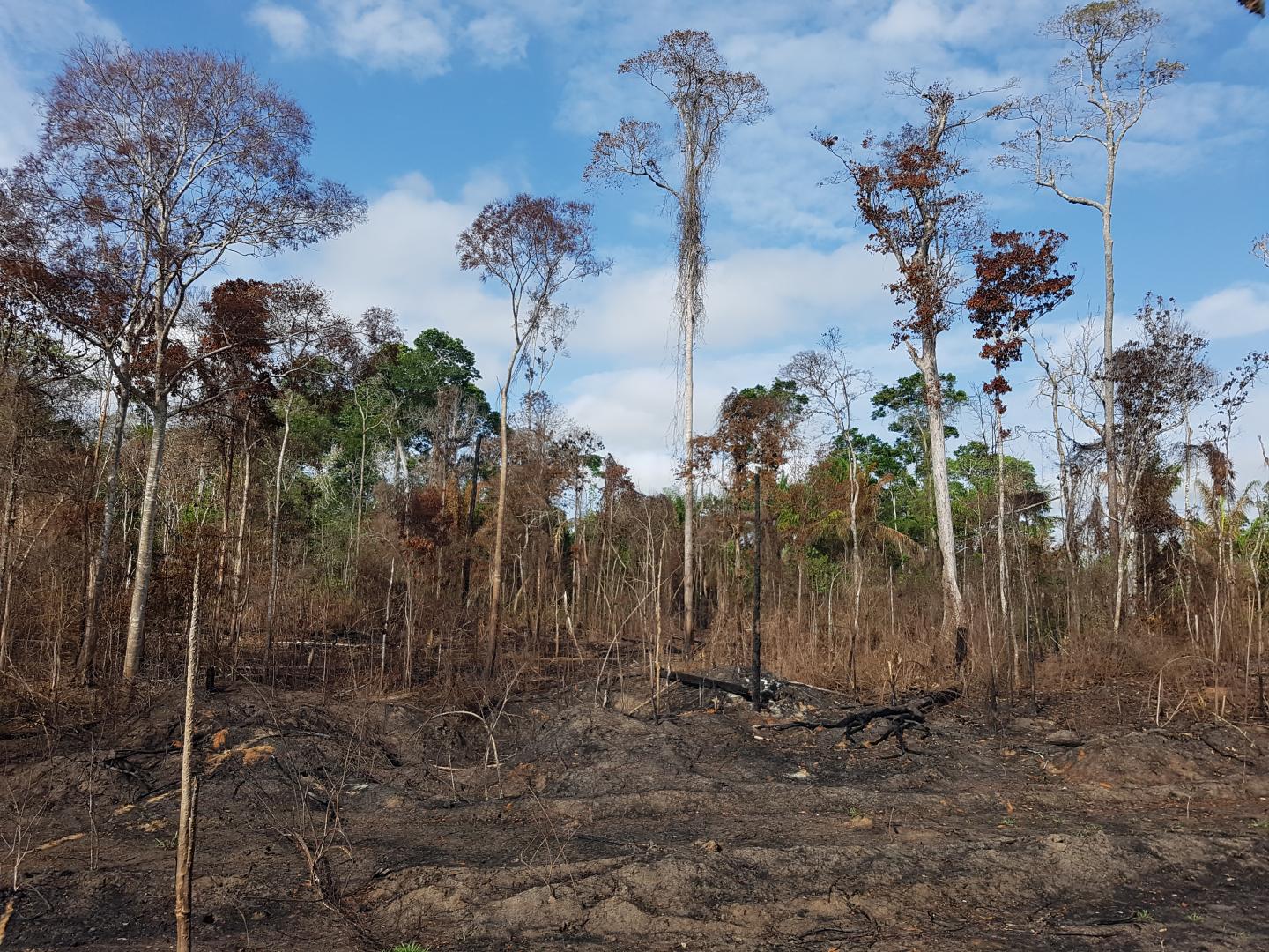 Amazon Drought, Fires Killed Billions of Plants and Fueled Spike in ...