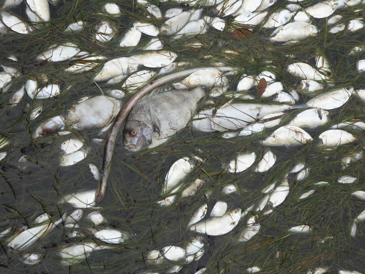 Florida City Deluged With Tons of Dead Fish From Toxic Algae Bloom ...