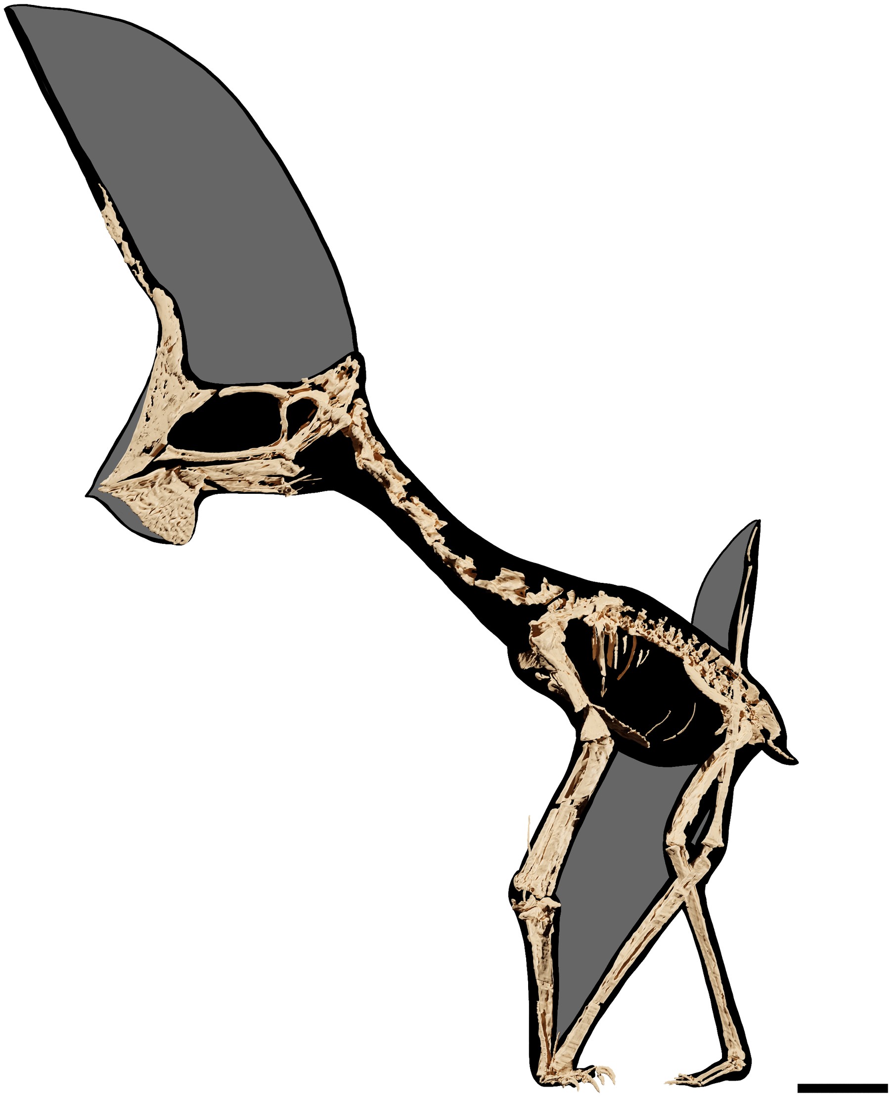 Brazilian police raid warehouse, find rare pterosaur skeleton fossil | Courthouse News Service
