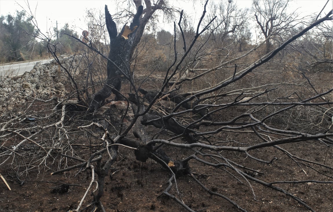 Burning olive trees becomes new reality in southern Italy | Courthouse ...