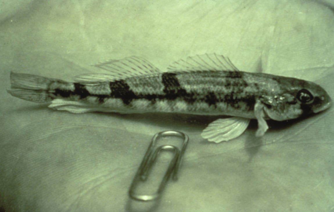 Endangered fish recovery | Courthouse News Service