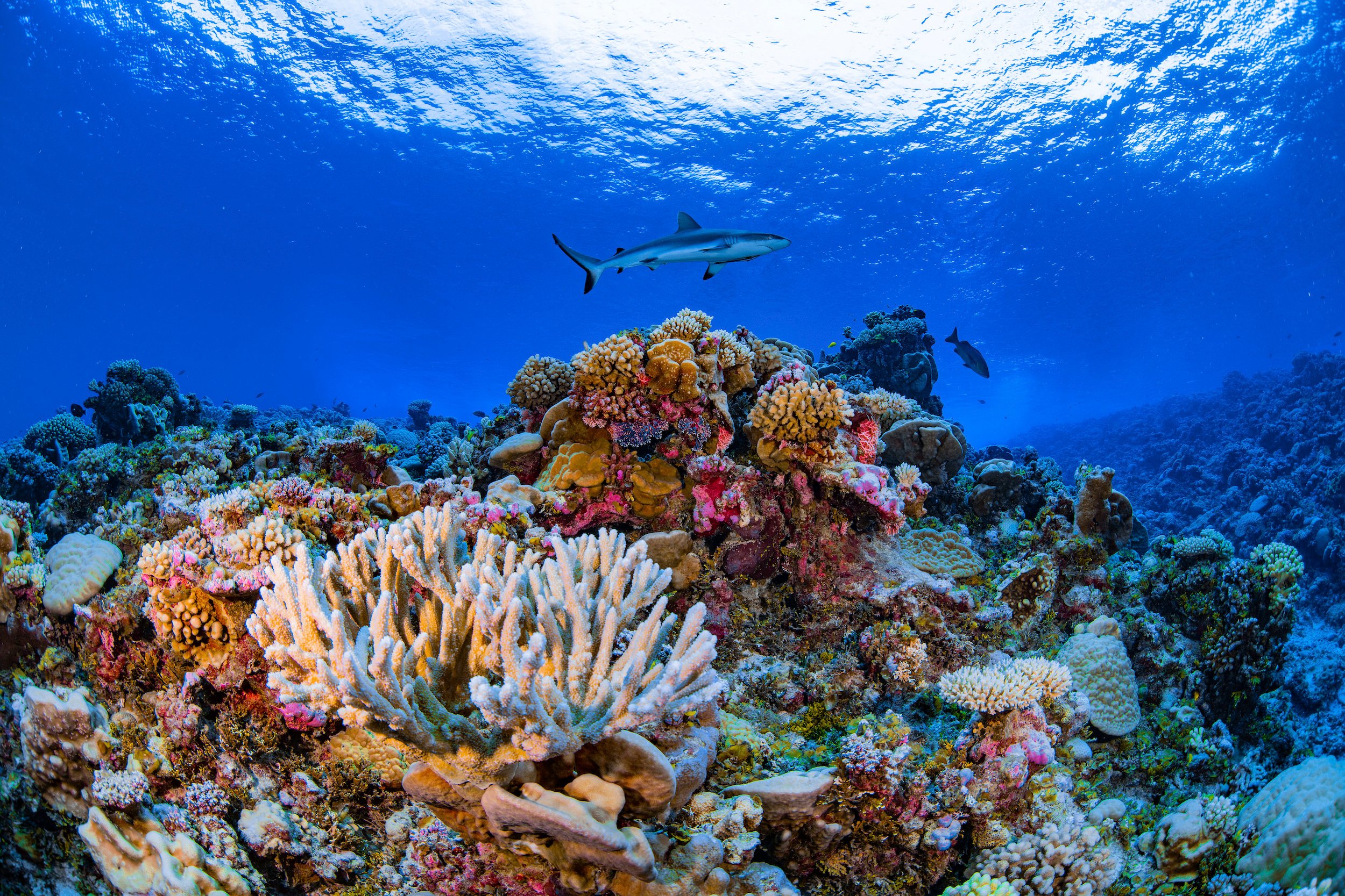 Researchers complete first-ever detailed map of global coral ...