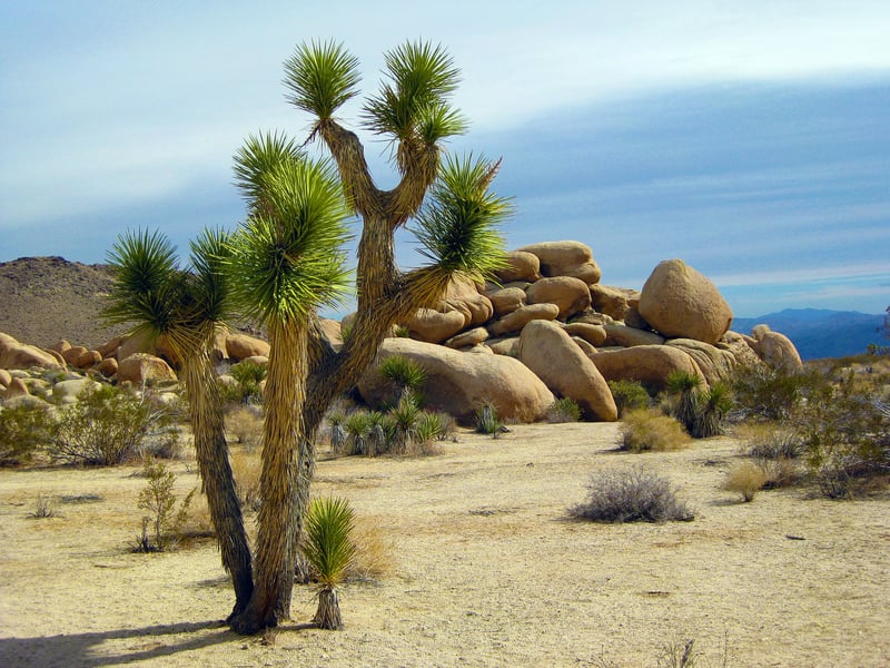 Environmentalists score victory in fight for Joshua tree protections ...