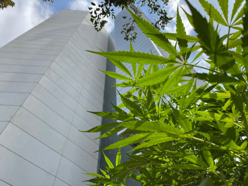 Cannabis companies say legal weed will save Mexico. No one’s sure how ...