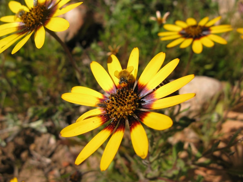 Experts urge caution over biotech that can wipe out insect pests ...