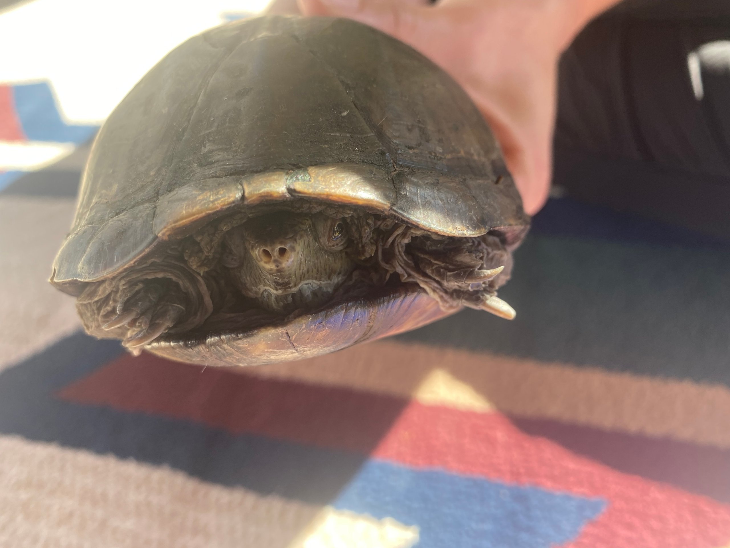 What it means to save a turtle | Courthouse News Service