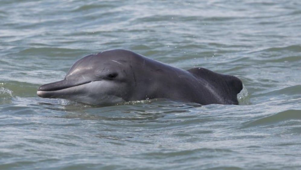 Like humans, clitoris key to pleasure for female dolphins | Courthouse ...