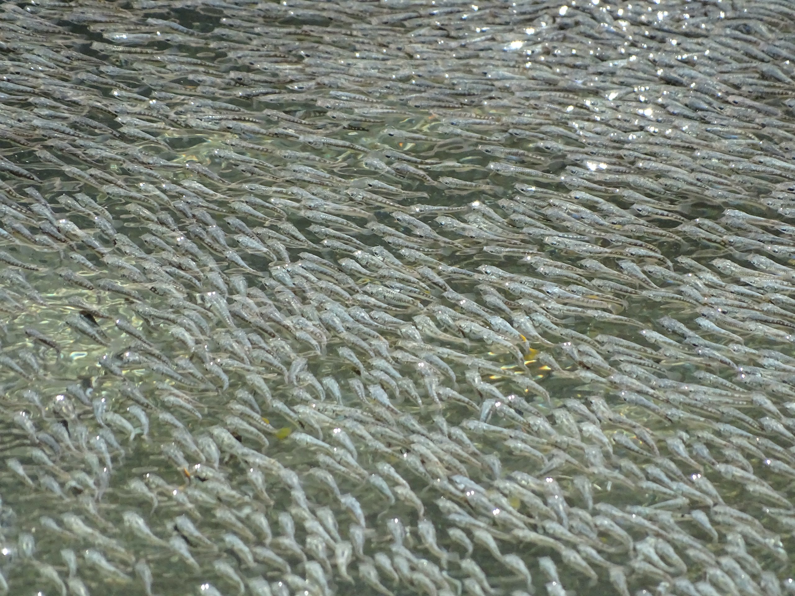 Researchers explore why hundreds of thousands of fish work together to ...