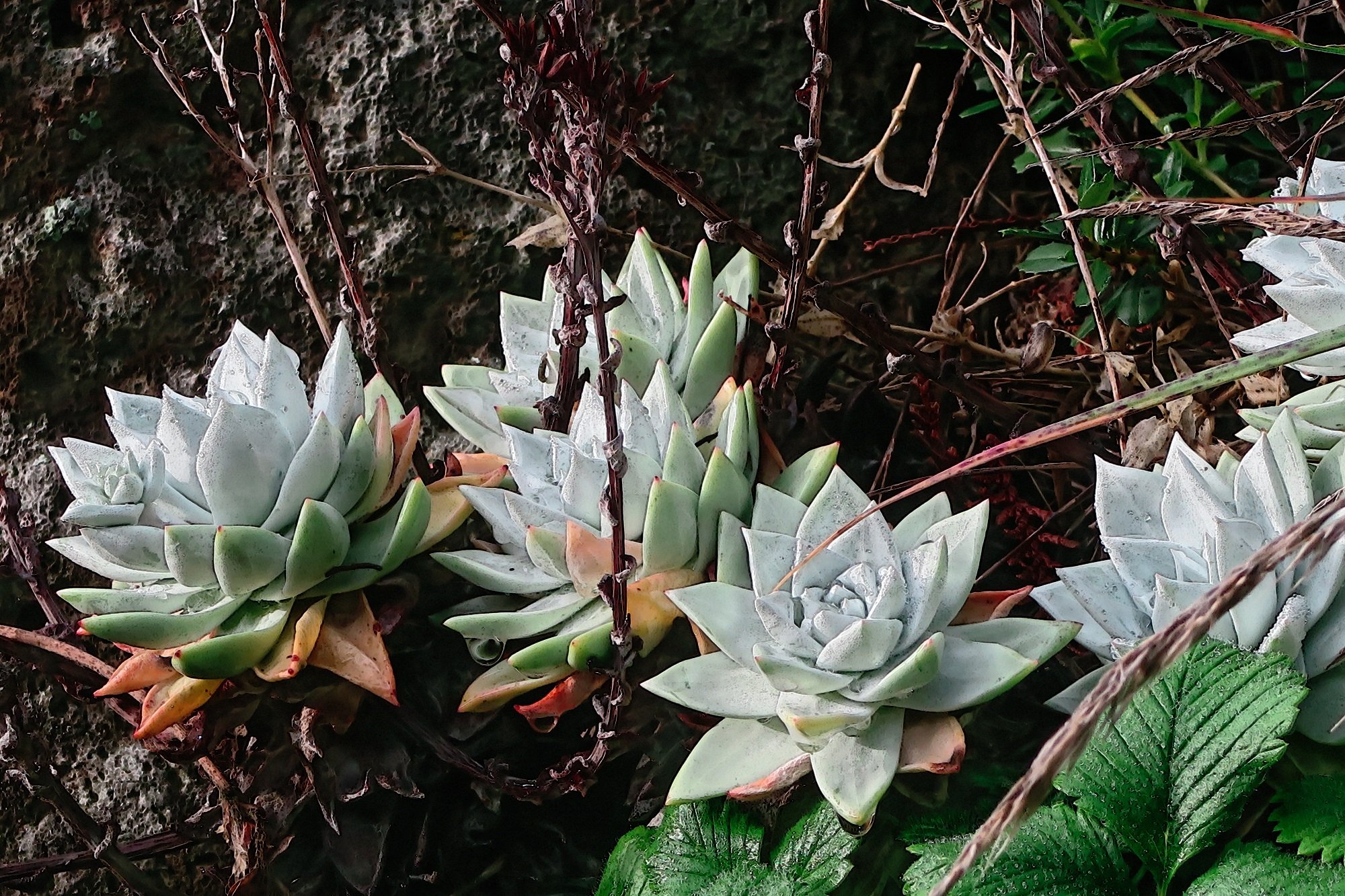 South Korean man sentenced to two years for poaching wild succulents ...