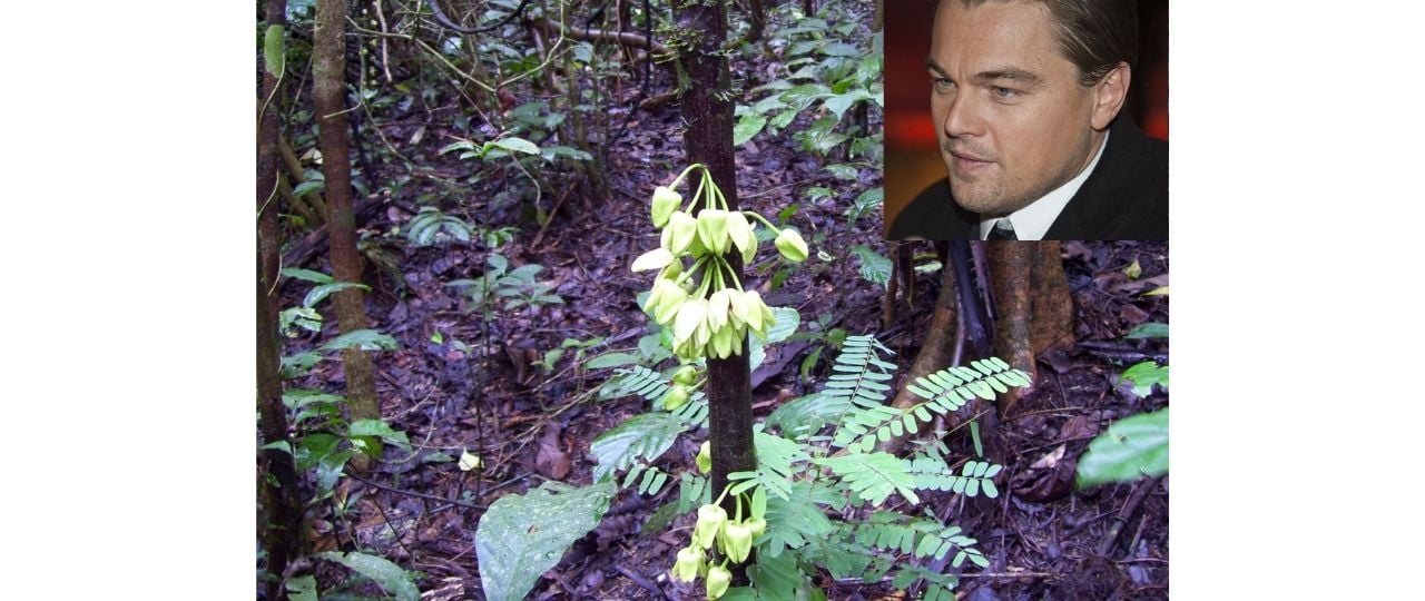 Leonardo ‘Tree’ Caprio: new species named after star | Courthouse News ...