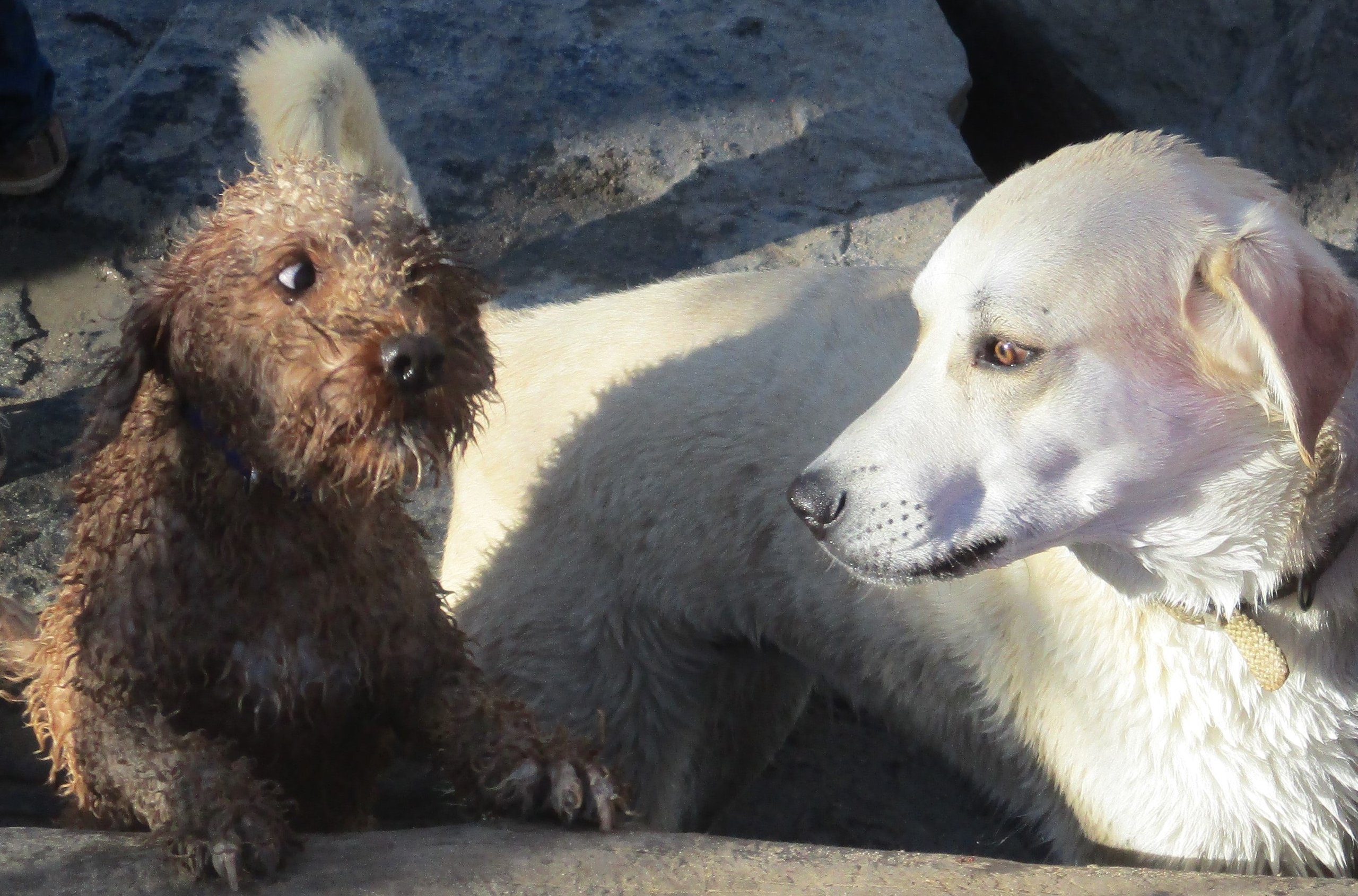 If dogs ruled the world | Courthouse News Service