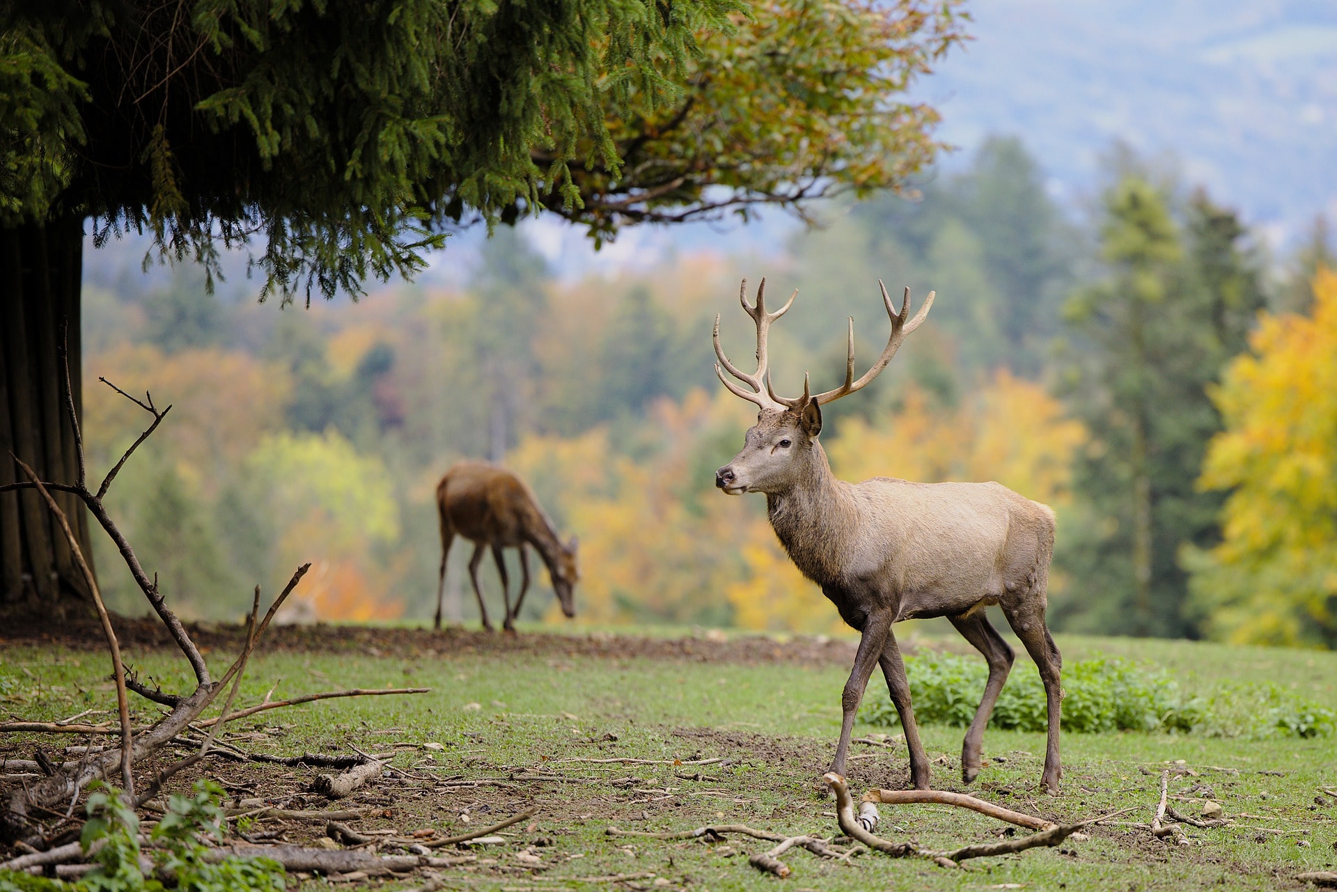 Deer management | Courthouse News Service