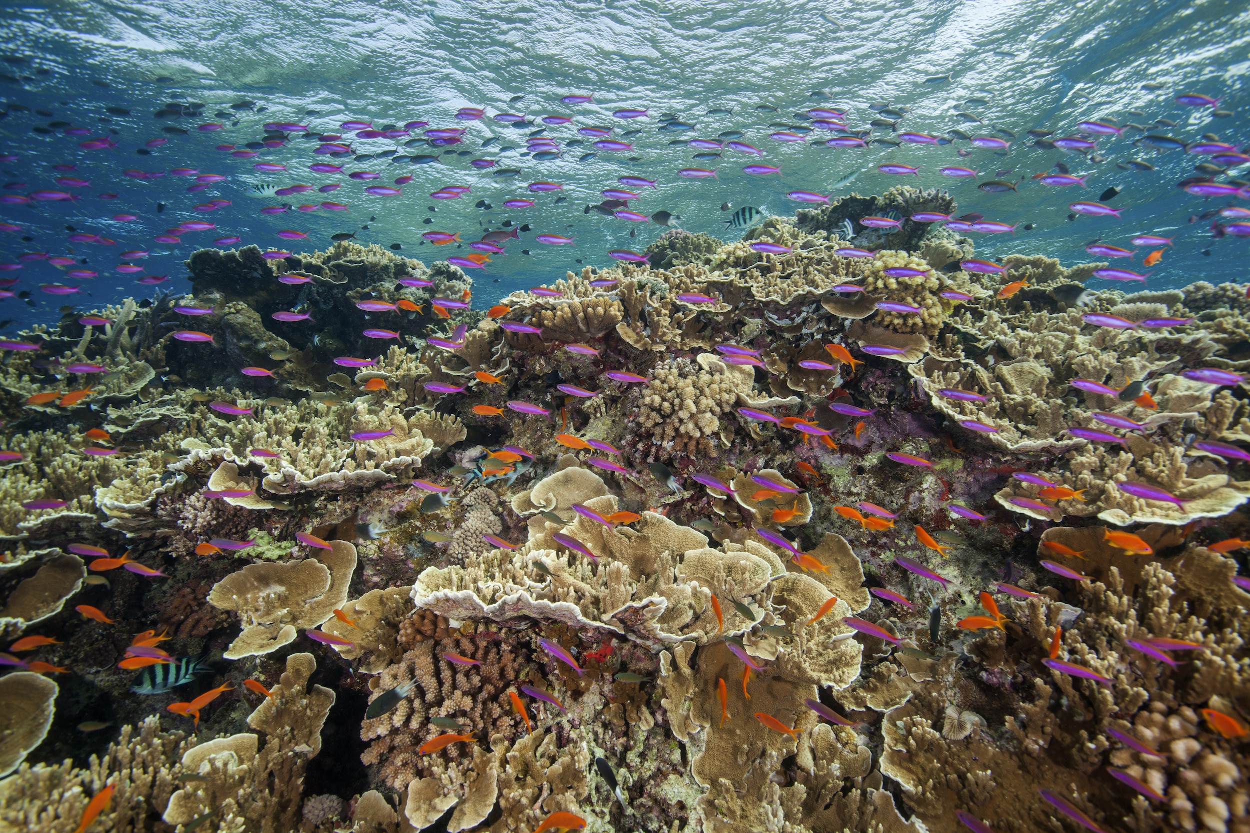 Great Barrier Reef suffers widespread coral bleaching | Courthouse News ...