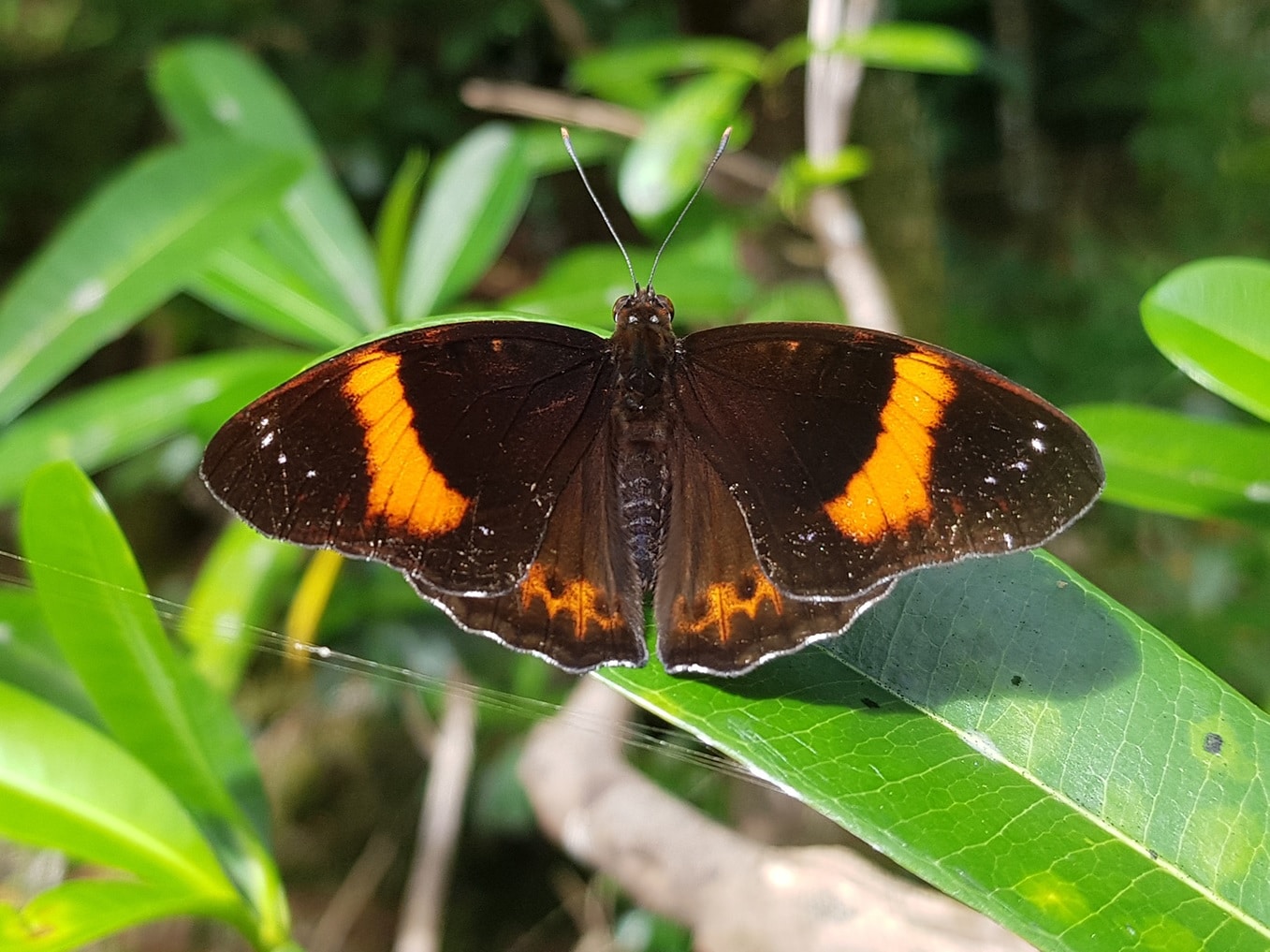 Species native to Guam and surrounding islands get critical habitat ...