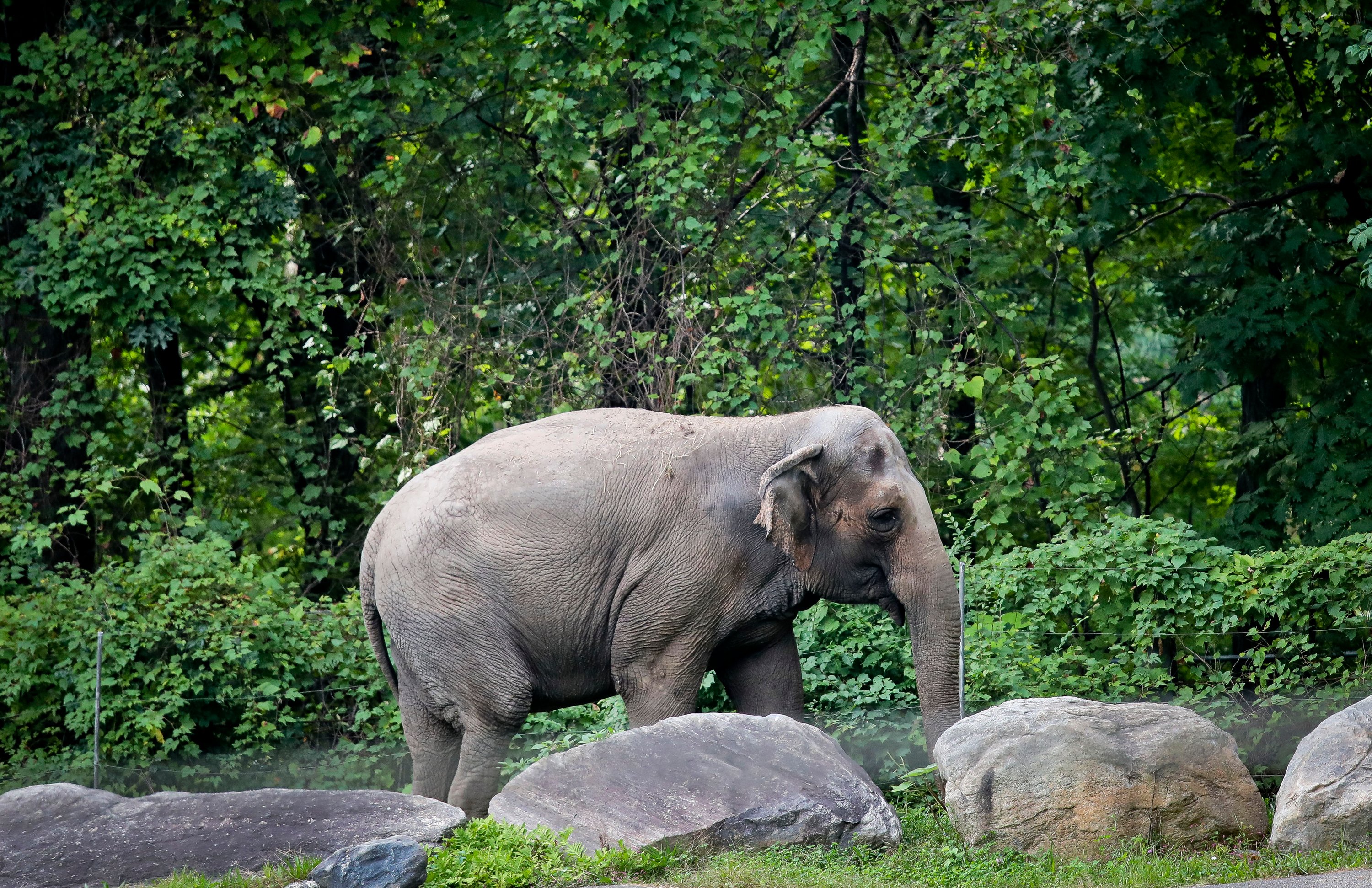 Asian elephants mourn, bury their dead calves: Study | Courthouse News ...