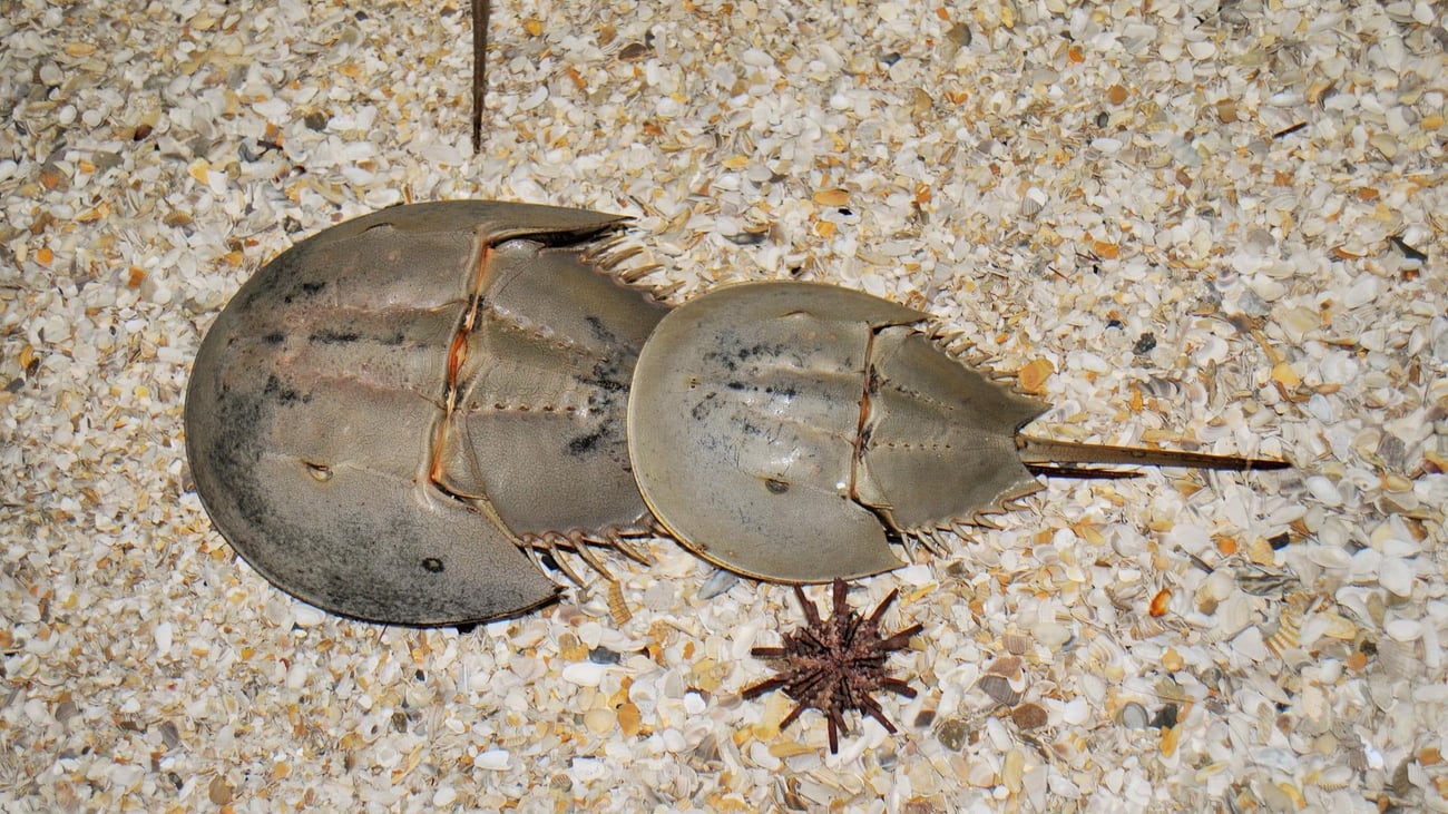 500 million-year-old sea predator rewrites origin story for spiders ...