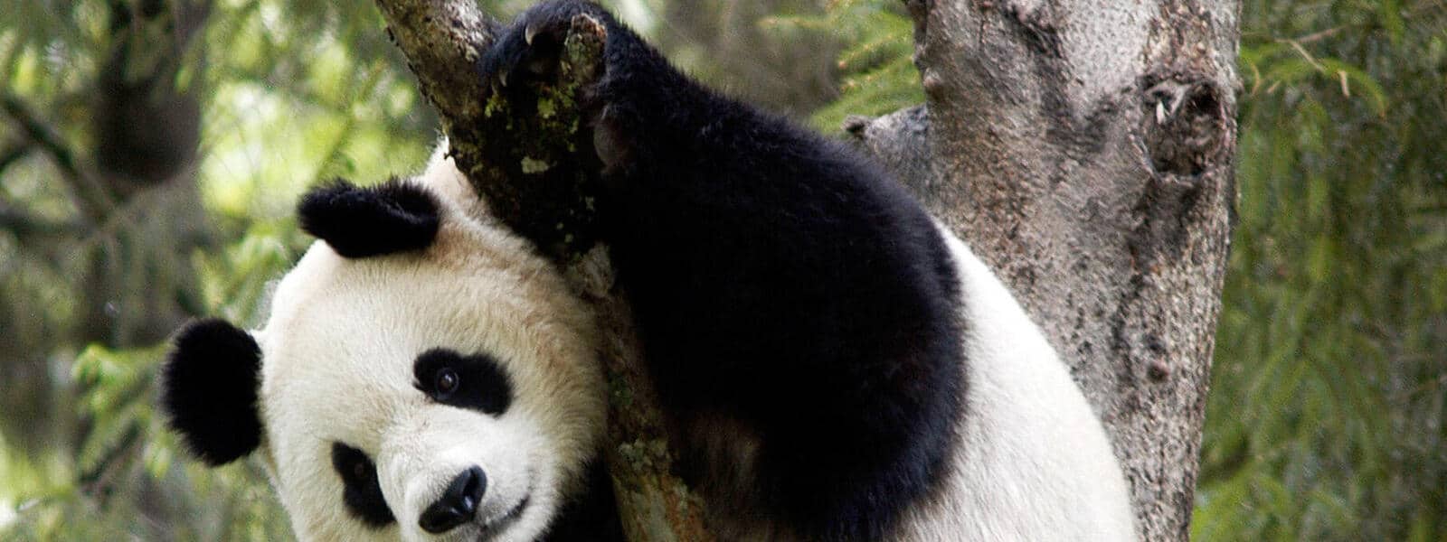 Atlanta is the only place in US to see pandas for now. But dozens of ...