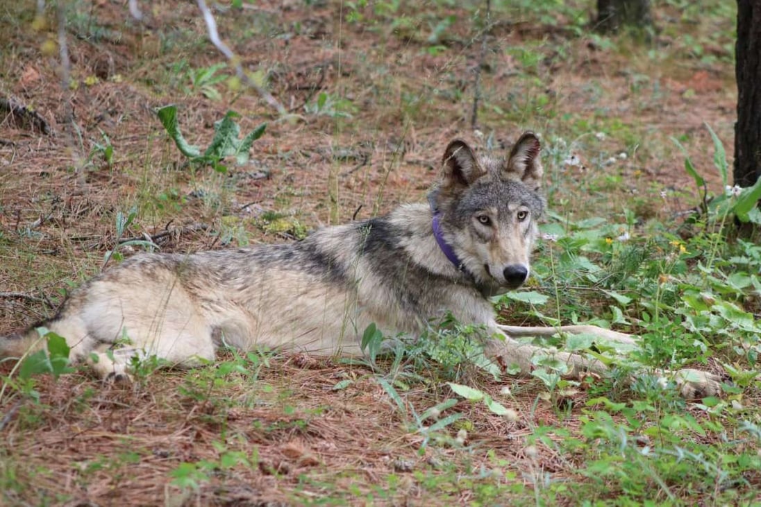 Environmentalists demand ban on 'cyanide bombs' on federal land ...