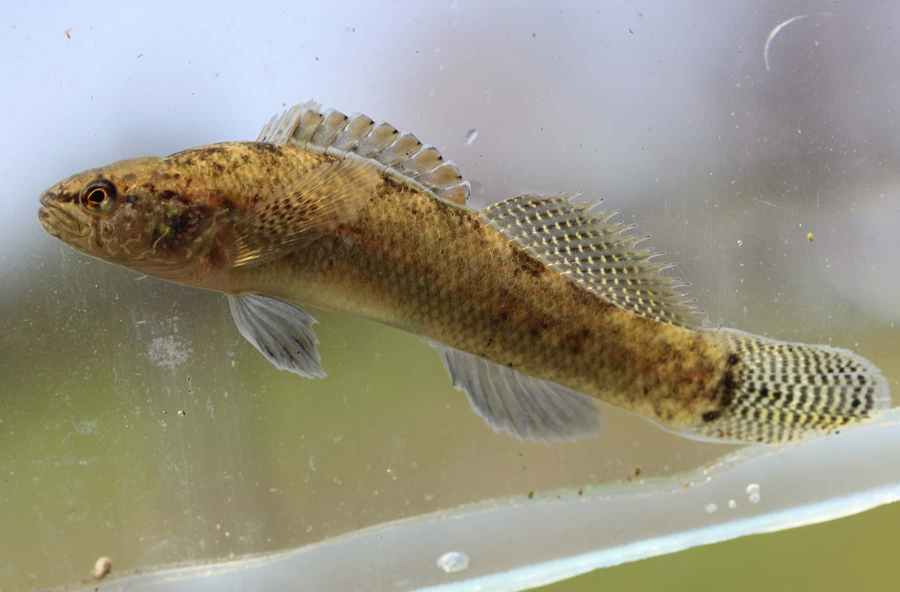 Environmentalists sue to protect rare Tennessee fish | Courthouse News ...