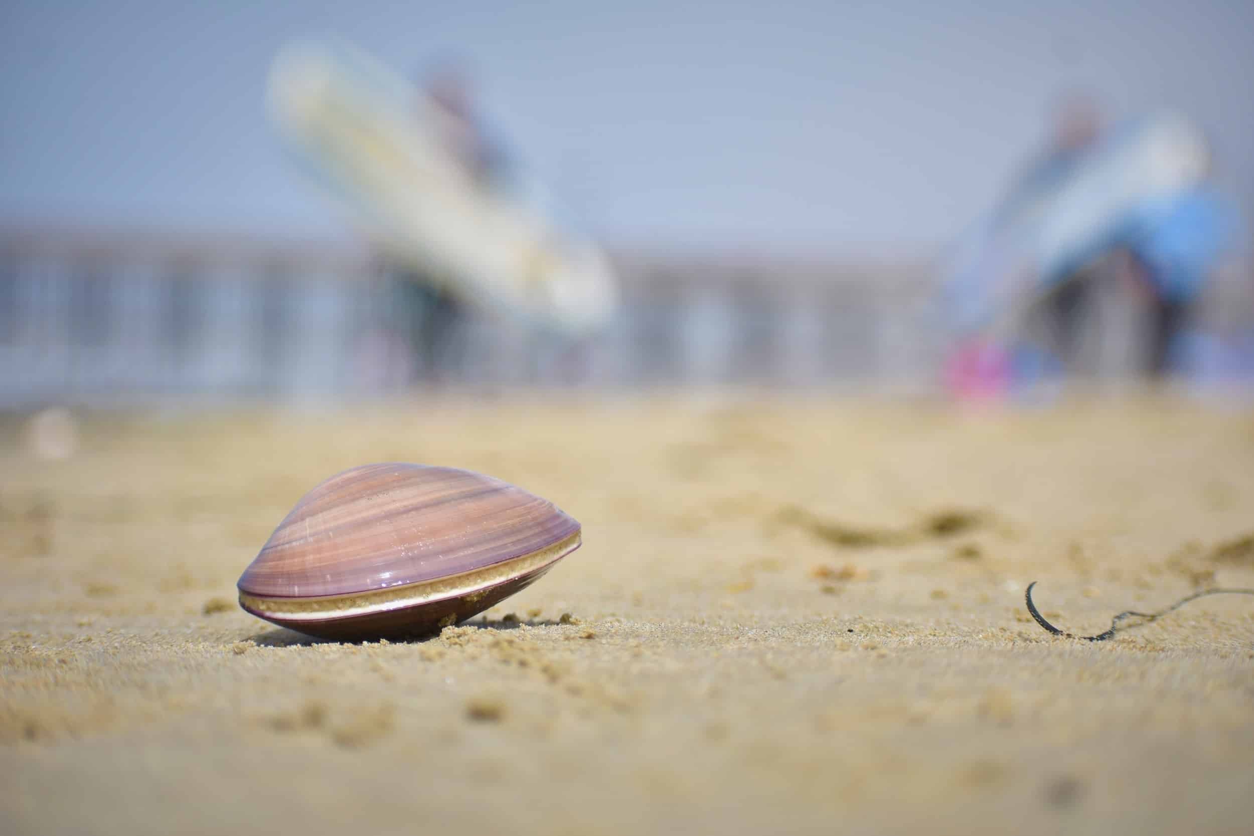 Once vanished, the Pismo clam is back — and Pismo Beach is thrilled ...