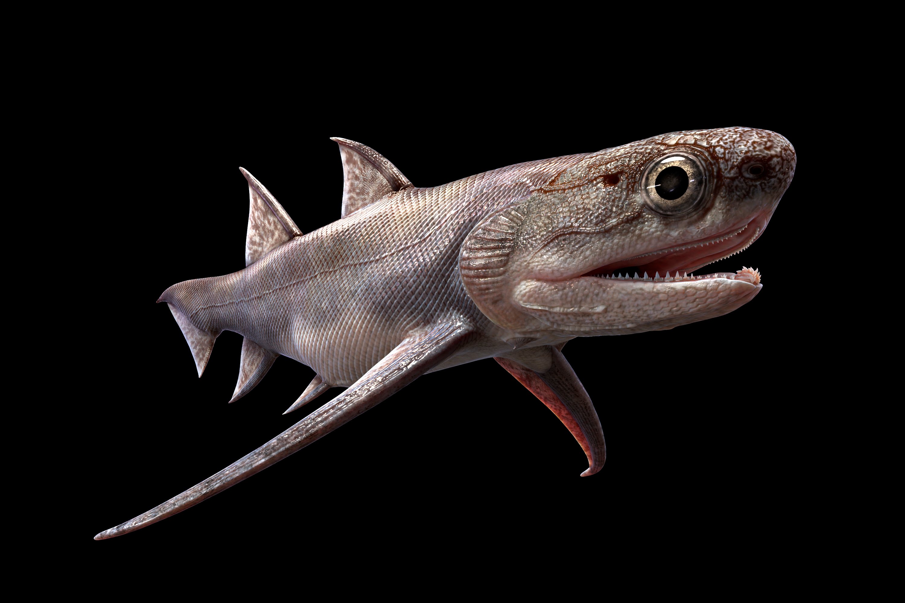 Fish fossil catch from China includes oldest teeth ever | Courthouse ...