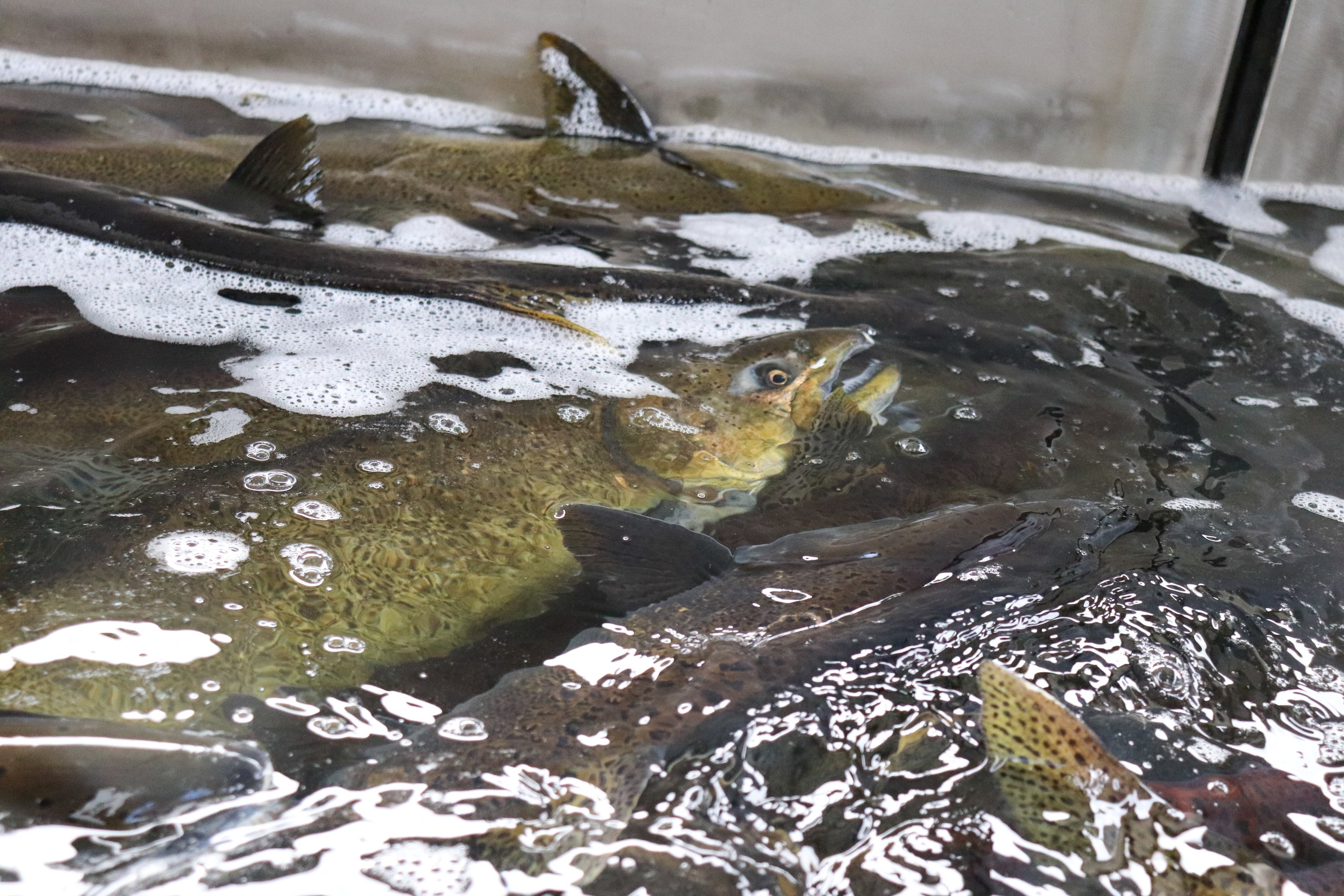 Environmental settlement to close two Washington fish hatchery programs ...