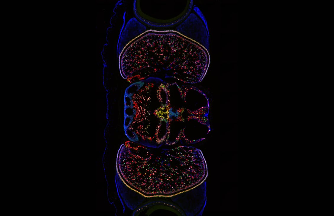 Researchers produce new map of octopus visual system | Courthouse News ...