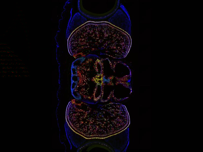 Researchers produce new map of octopus visual system | Courthouse News ...