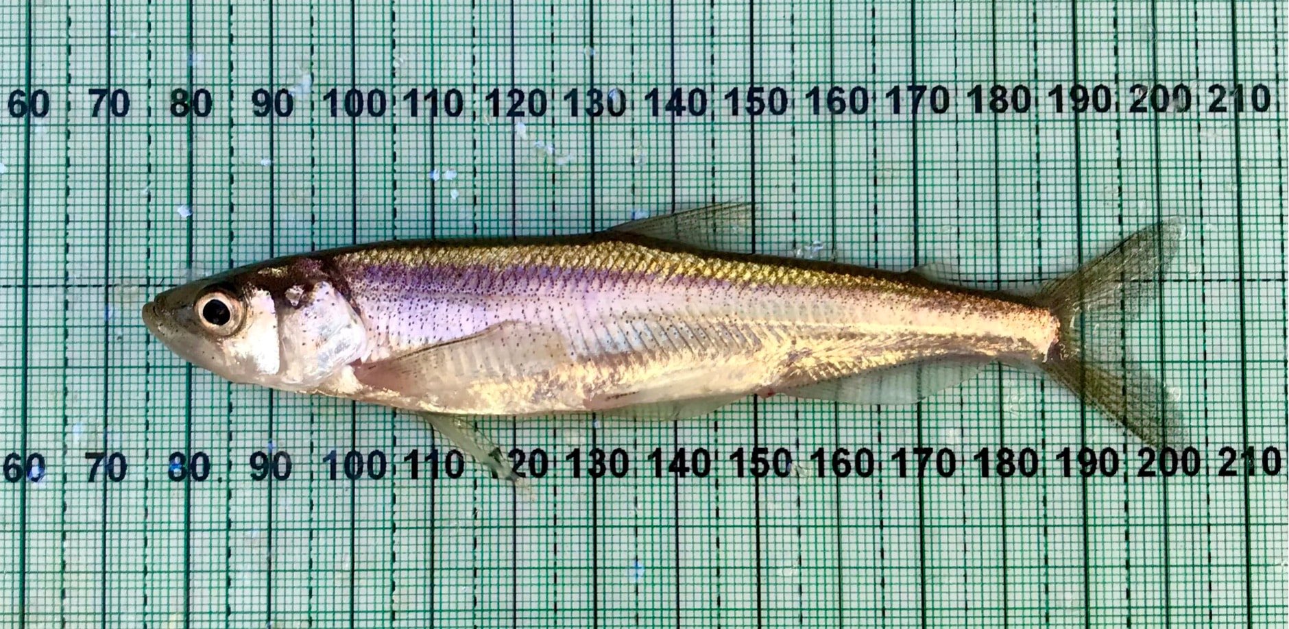 US Fish and Wildlife to seek critical habitat status for Bay-Delta ...