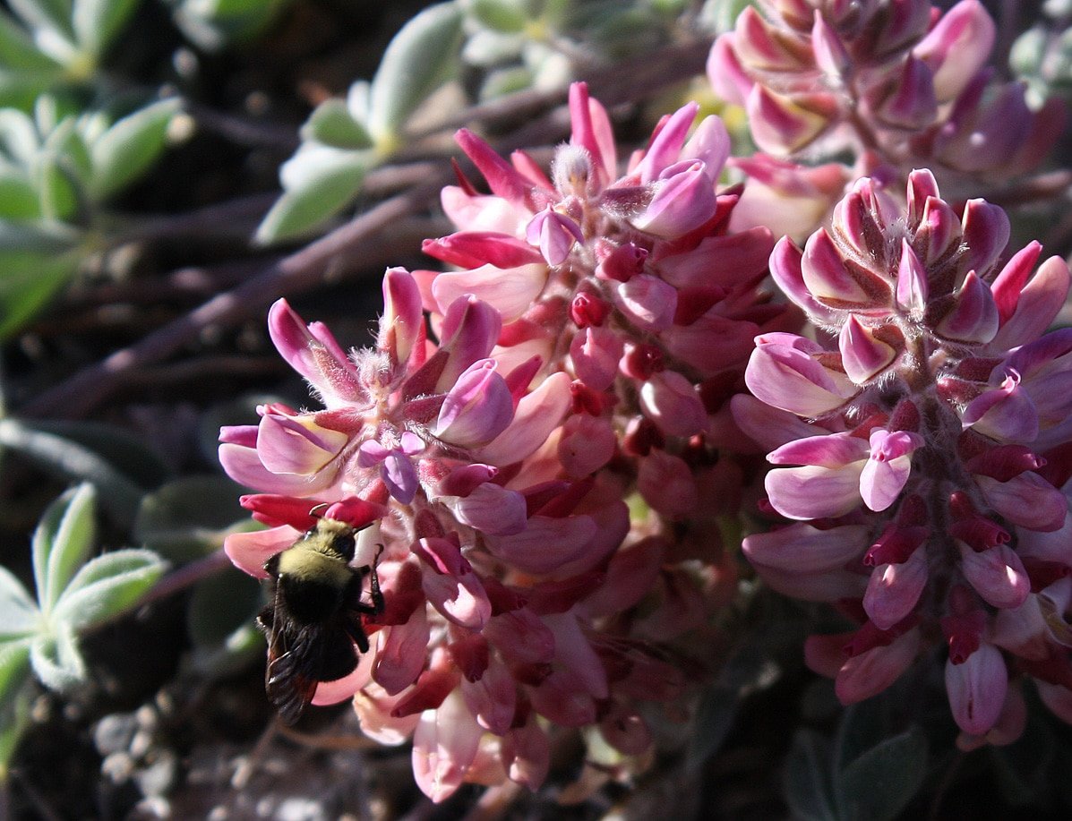 Endangered flower | Courthouse News Service