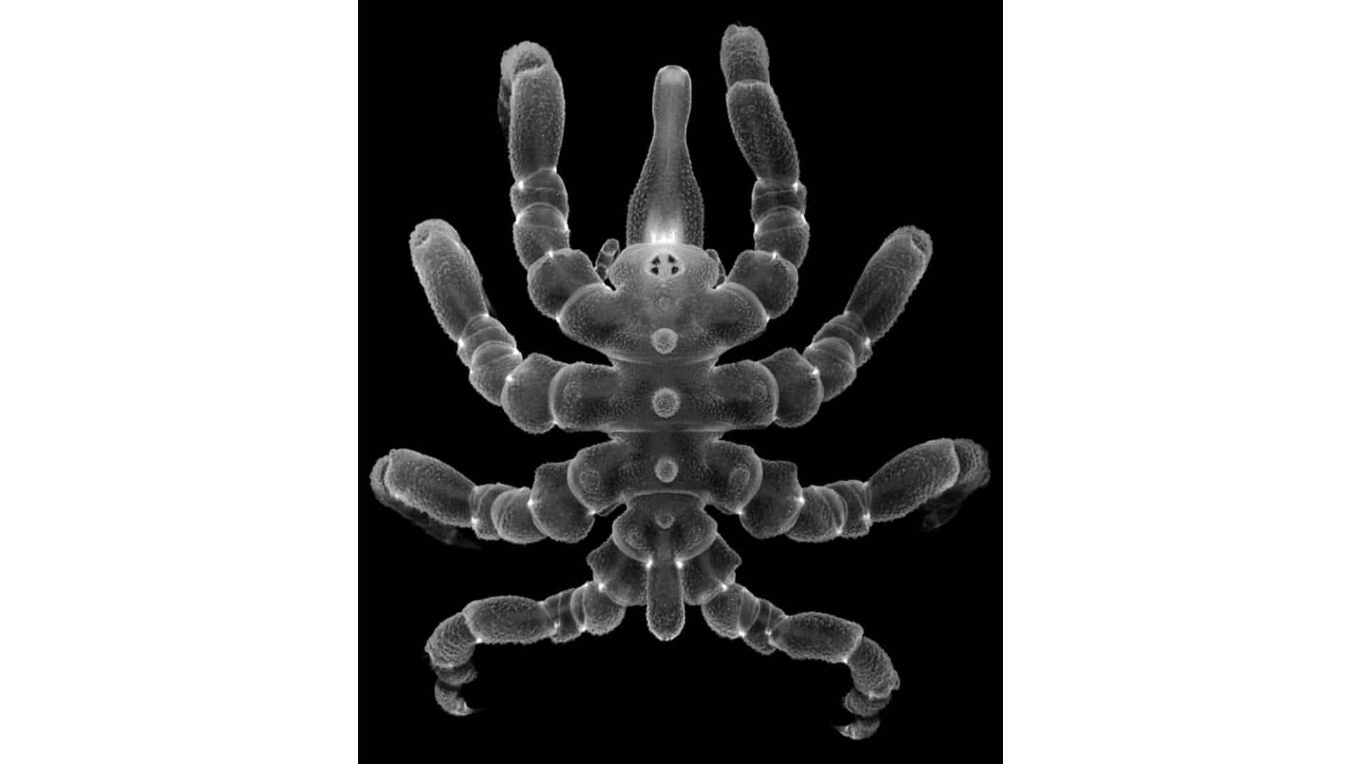 Sea spiders can regrow body parts, not just limbs: Study | Courthouse ...