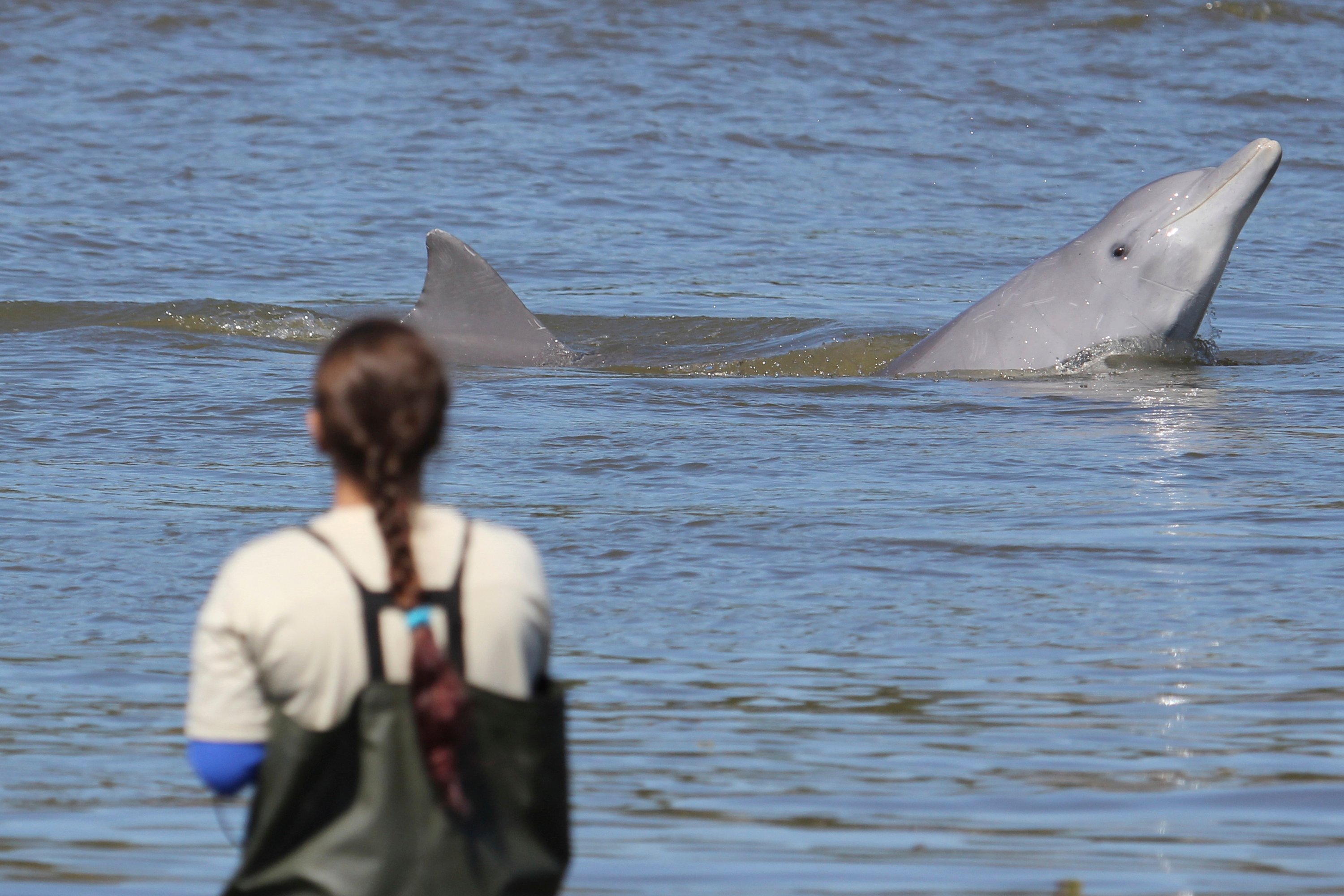 Dolphins, humans both benefit from fishing collaboration | Courthouse ...