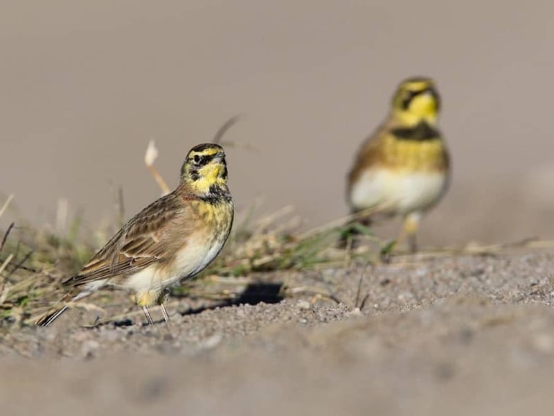 Songbird wins another chance at federal protections | Courthouse News ...