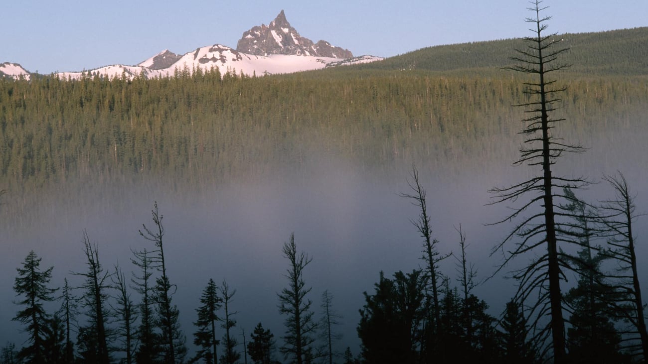 Judge strikes down Forest Service logging loophole | Courthouse News ...