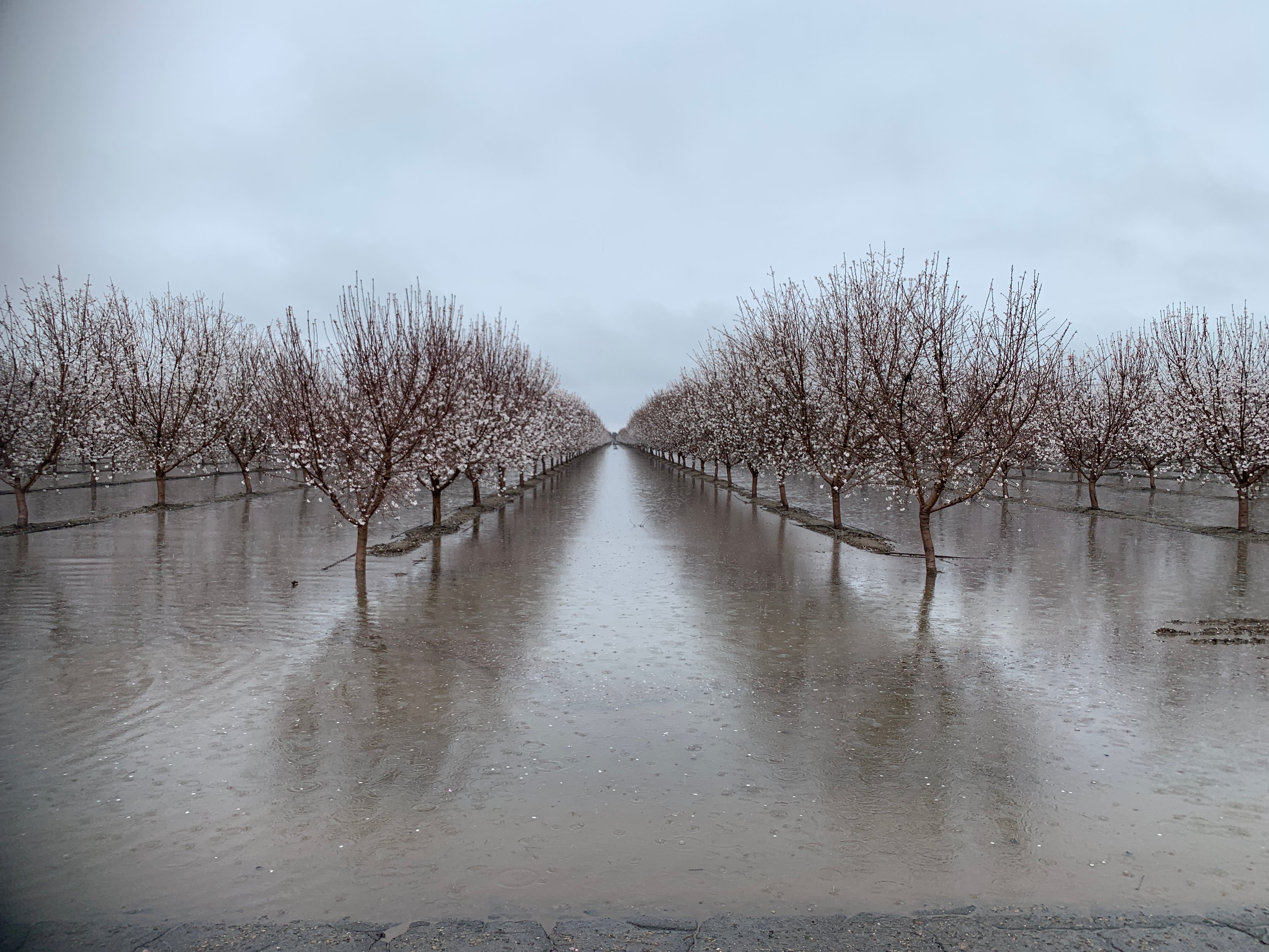 ‘Almond Man’ suit against water district stays afloat | Courthouse News ...