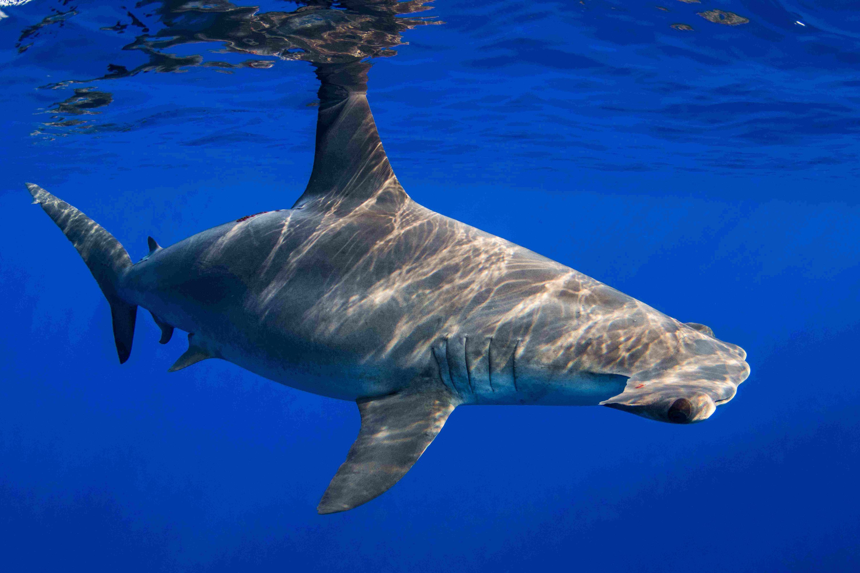 Hammerhead sharks ‘hold their breath’ to stay warm during deep dives ...