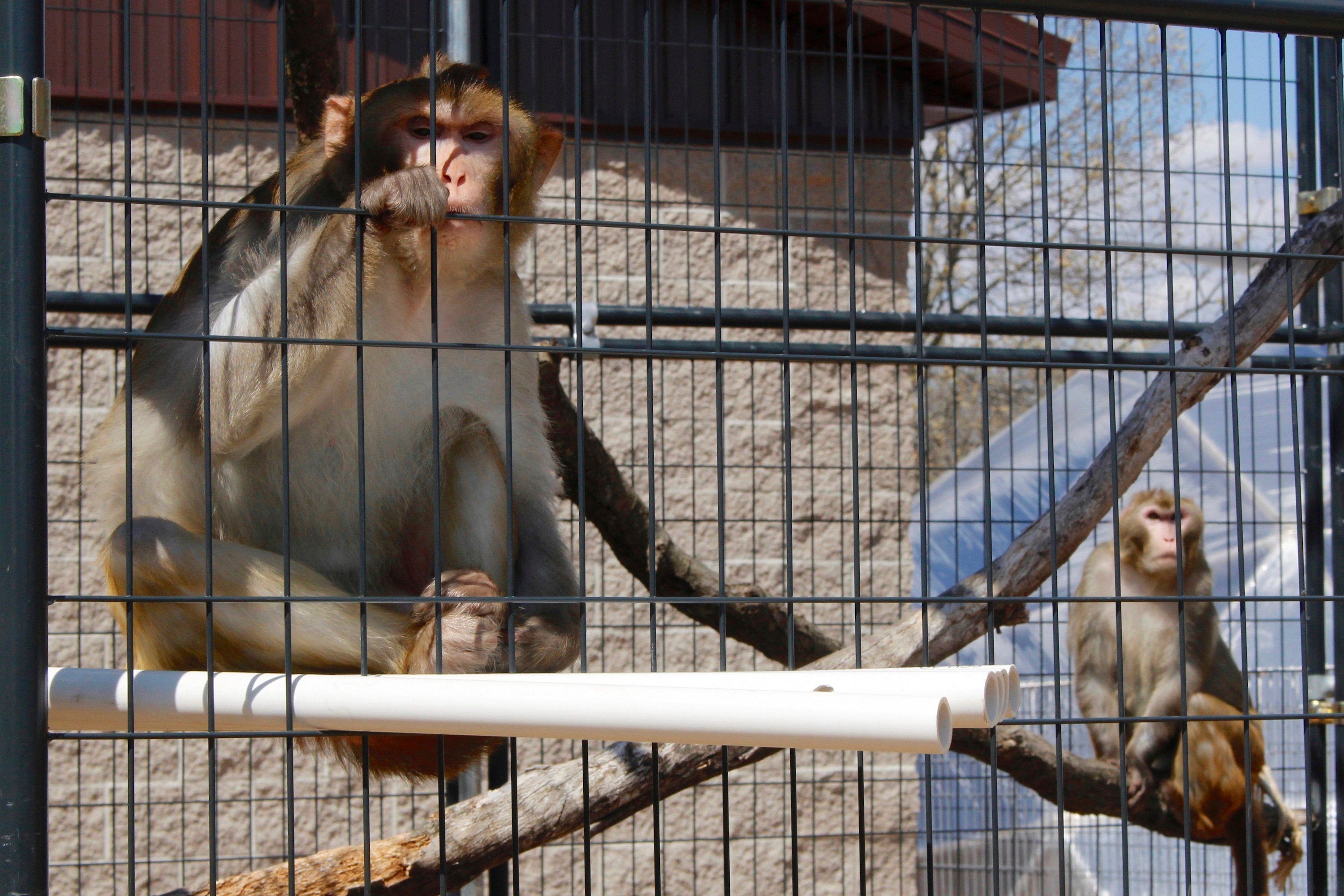 43 monkeys remain on the run from South Carolina lab. CEO thinks they ...